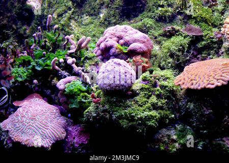 The coral reef Aquarium exhibits the biodiversity of the multicolored ...