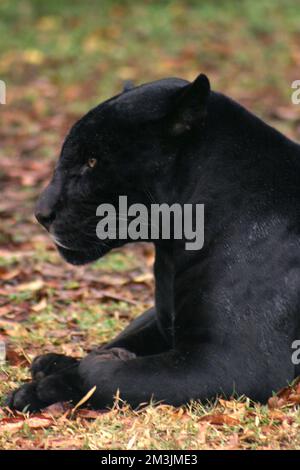 A Panter is seen in captivity in a zoo in Xcaret to conserve the ...