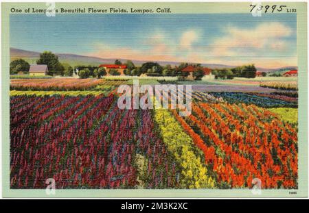 One of Lompoc's beautiful flower fields, Lompoc, Calif. , Tichnor ...