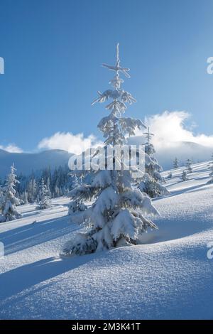 Attractive snow-covered spruces on a frosty day. Frosty day, calm ...