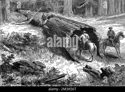 Dead Sequoia Tree Stock Photo - Alamy