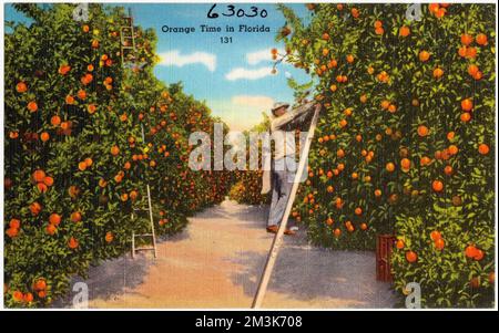 Orange time in Florida , Tichnor Brothers Collection, postcards of the ...