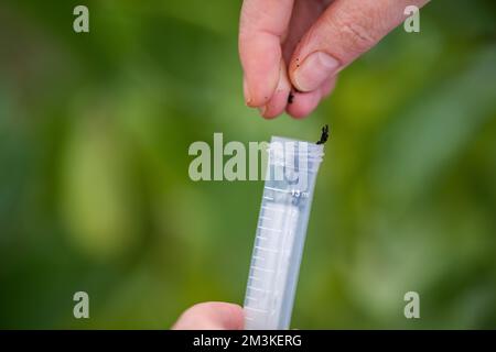 woman scientist taking soil samples and plant samples from a field in ...