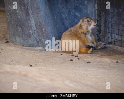 Prairie dogs with rocks and sand Stock Photo - Alamy