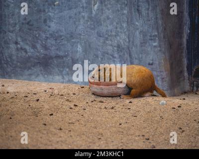 Prairie dogs with rocks and sand Stock Photo - Alamy