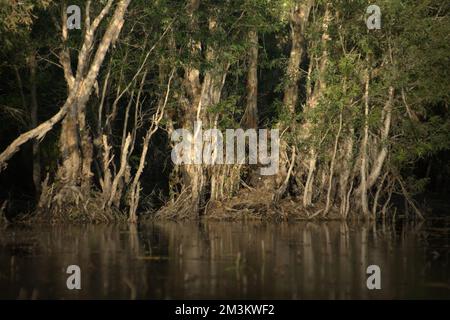 Cajuput trees on Lake Peto, a wetland area with average depth of 1 ...