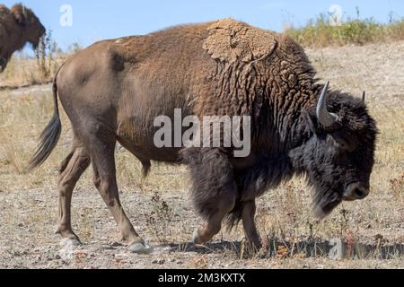 A bison (Bison bison) grazes at the Bison Range nature reserve on the ...