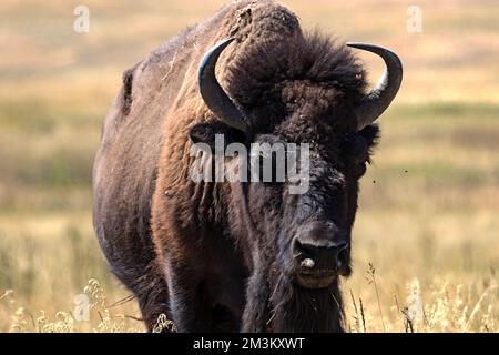 A bison (Bison bison) grazes at the Bison Range nature reserve on the ...
