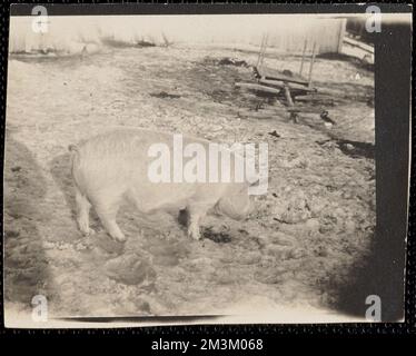 Pig , Animals. Messenger Collection Stock Photo - Alamy