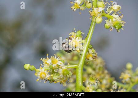close shot of the cluster fly resting on the ambarella flower stem ...