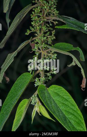 close up of the wild trema orientalis tree plant Stock Photo - Alamy