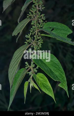 close up of the wild trema orientalis tree plant Stock Photo - Alamy