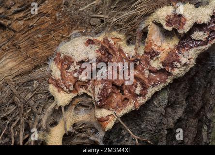 close shot of the fuligo plasmodial slime mold on the bark Stock Photo ...