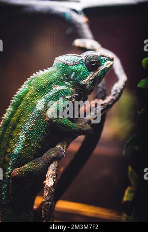 lizard in a pet store Stock Photo - Alamy