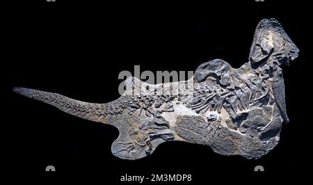 Amphibian Fossil.Sclerocephalus haeuseri.Early Permian,298.9-272.3 ...