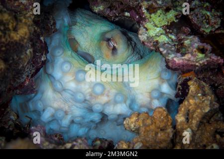 Marine animal behavior - Camouflage techniques used underwater to hide ...