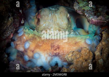 Marine animal behavior - Camouflage techniques used underwater to hide ...