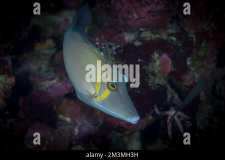 Beautiful colorful triggerfish swimming above healthy coral reef in the ...