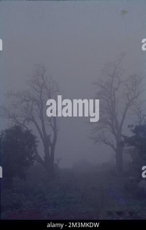 Mist is a phenomenon caused by small droplets of water suspended in the ...