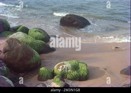 Marine algae though are abundant throughout the ocean and can either ...