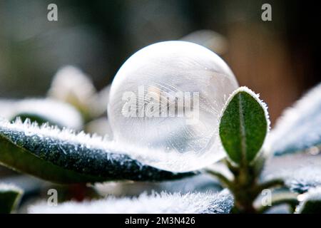 Frozen Ice bubble blown onto plant leaves and flowers Stock Photo - Alamy