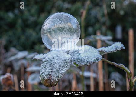 Frozen Ice bubble blown onto plant leaves and flowers Stock Photo - Alamy