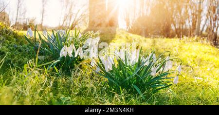 Spring green field with blossoming fragile snowdrop Stock Photo - Alamy