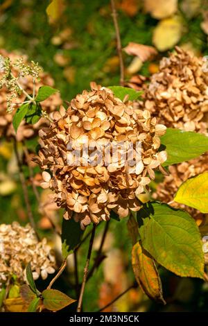 Brown dry hydrangea flowers lush bush. Texture background full frame ...