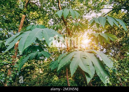 Tetrapanax papyrifer Rex, Chinese rice-paper plant Rex, Araliaceae ...