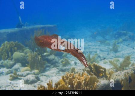 Beautiful brown squid swimming in the blue waters of the Caribbean sea ...