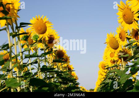Photographic documentation with a shot from below of a field of ...