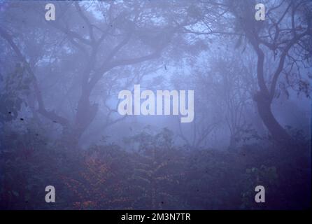 Mist is a phenomenon caused by small droplets of water suspended in the ...