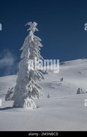 Beautiful winter mountain landscape. Tall dark green spruce trees covered with snow on mountain ...