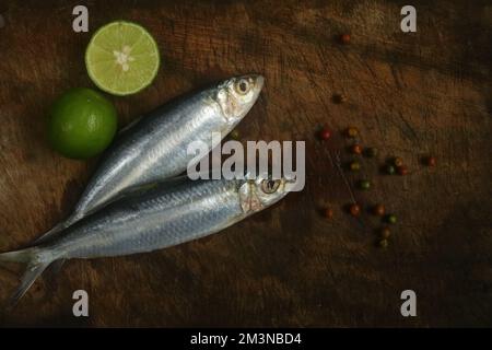 Trenched sadinella, Bleeker's smooth belly Stock Photo - Alamy