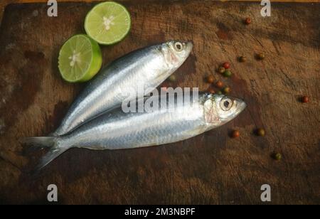 Trenched sadinella, Bleeker's smooth belly Stock Photo - Alamy