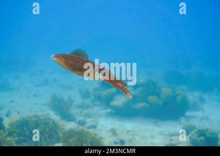 Beautiful brown squid swimming in the blue waters of the Caribbean sea ...