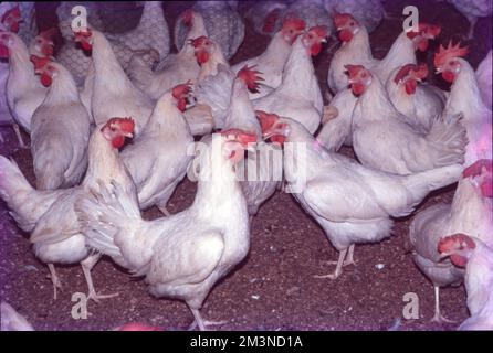 Poultry Farm at Nammakal, Tamil Nadu:- Poultry farming is beneficial ...