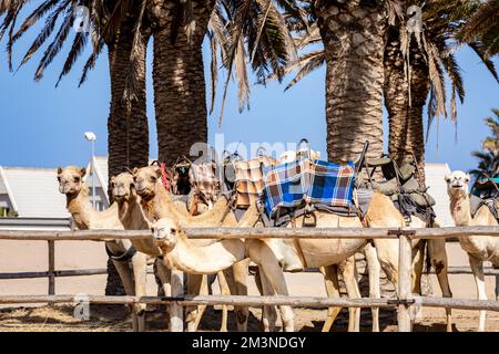 Camel Rides in the Namib Desert in Namibia. Popular tourist attraction ...