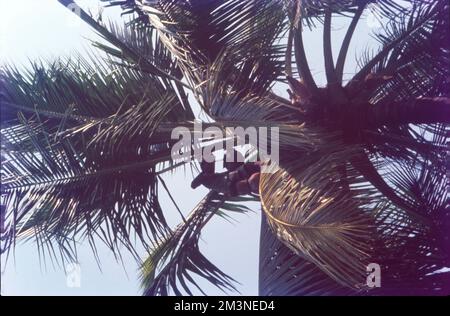 Toddy Tapping, Gobi Palayam, Tamil Nadu:- Even the sap of the coconut ...