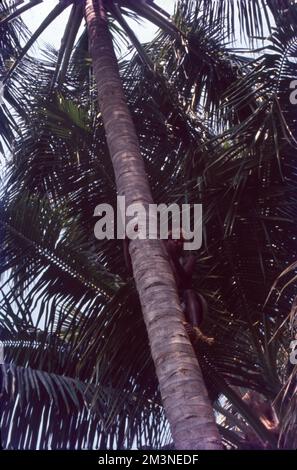 Toddy Tapping, Gobi Palayam, Tamil Nadu:- Even the sap of the coconut ...