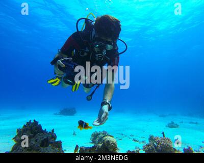 Beautiful clownfish Nemo from Finding Nemo in the anemone in the warm ...