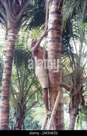 Toddy Tapping, Gobi Palayam, Tamil Nadu:- Even the sap of the coconut ...