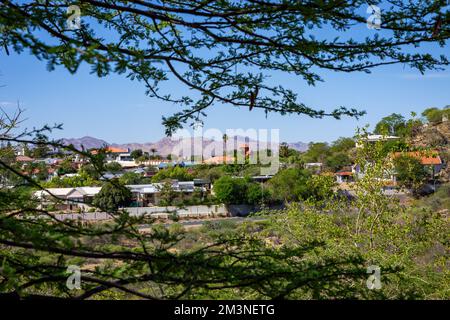 Nature of Namibia. Different types of trees and shrubs found in Namibia ...