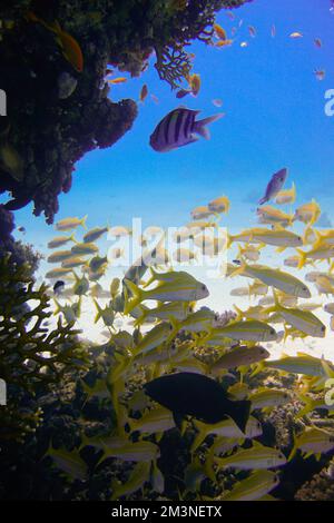 Beautiful Coral Reef With Many Colorful Fishes and Goldfish In The Red ...