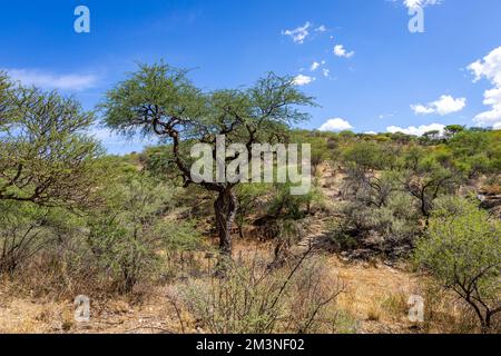 Nature of Namibia. Different types of trees and shrubs found in Namibia ...