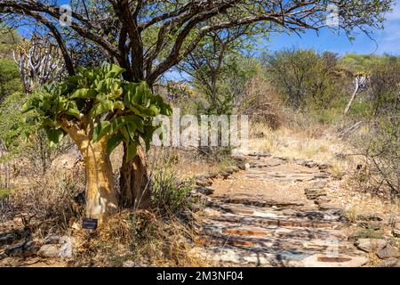 Nature of Namibia. Different types of trees and shrubs found in Namibia ...