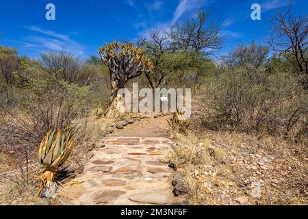 Nature of Namibia. Different types of trees and shrubs found in Namibia ...