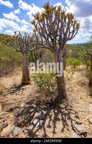 Nature of Namibia. Different types of trees and shrubs found in Namibia ...