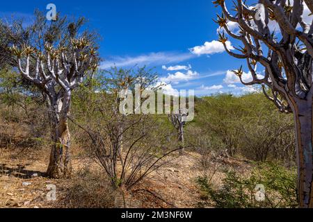Nature of Namibia. Different types of trees and shrubs found in Namibia ...