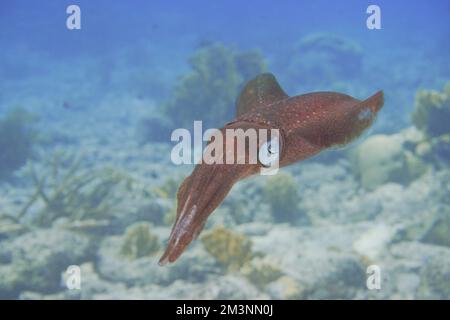 Beautiful brown squid swimming in the blue waters of the Caribbean sea ...
